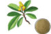 Loquat Leaf Extract | Loquat Leaf Extract Manufacturer
